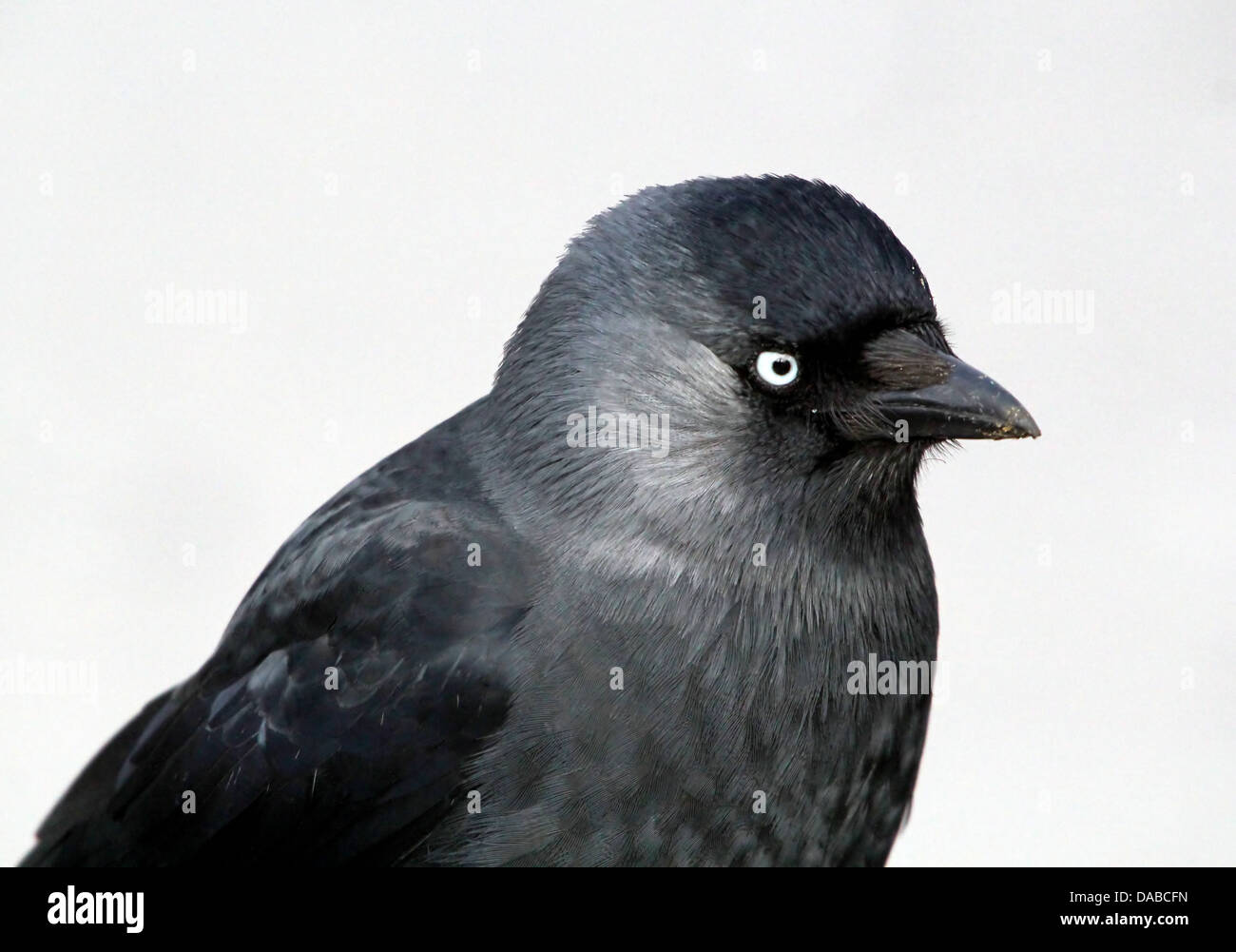 European Jackdaw (Corvus monedula) portrait close-up Stock Photo - Alamy