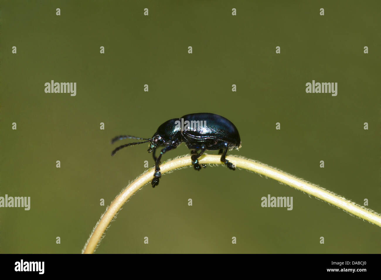 Jewel Beetle Buprestidae Gunung Leuser National Park