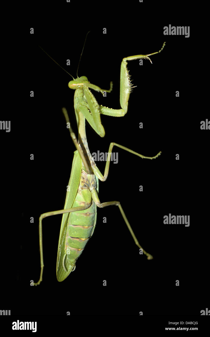 Mantis india hi-res stock photography and images - Alamy