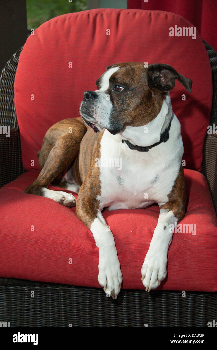 Rescued brown modeled boxer dog sitting indoors on a red chair looking ...