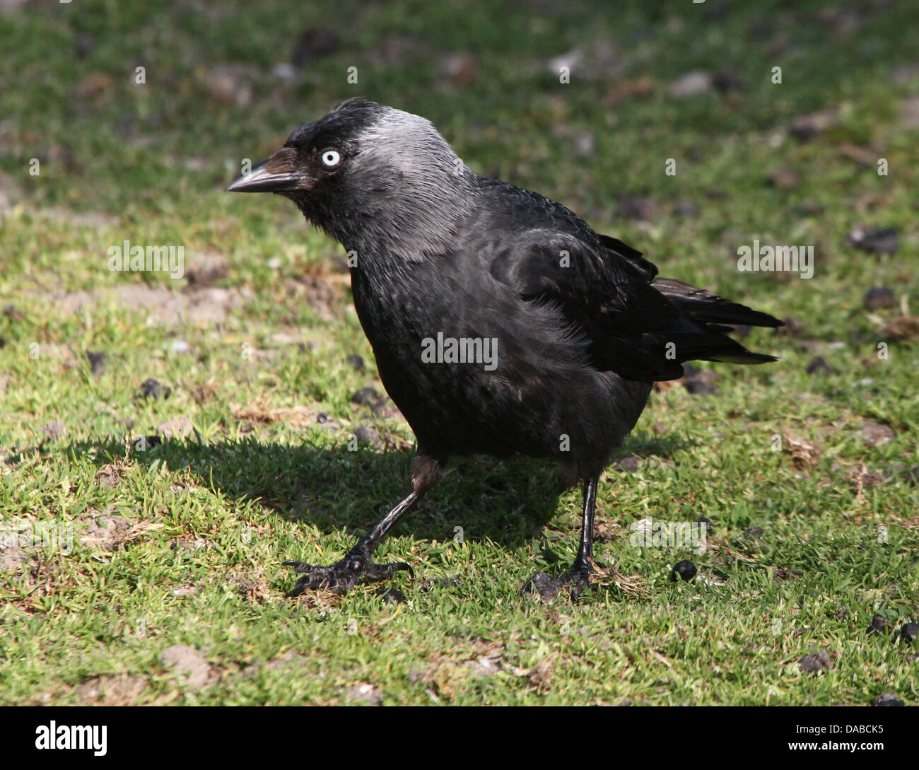 Jackdaws feeding hi-res stock photography and images - Alamy