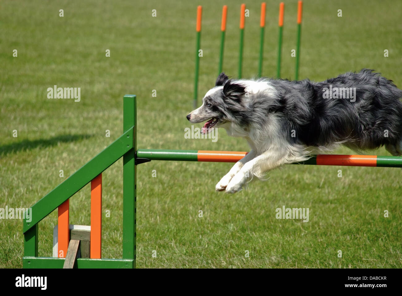 Blue Merle colored Border Collie going over jump at Agility Dog show ...