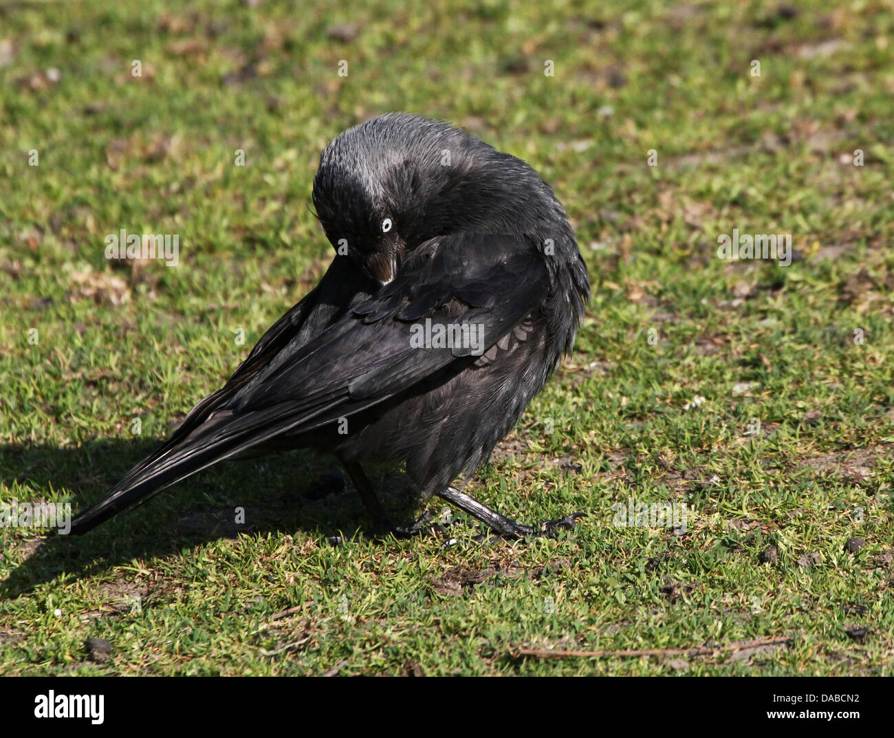 European Jackdaw (Corvus monedula) preening his feathers Stock Photo ...