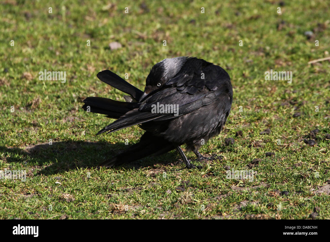 Adult european jackdaw hi-res stock photography and images - Alamy