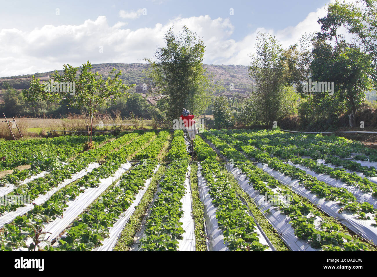 Strawberry village india hi-res stock photography and images - Alamy