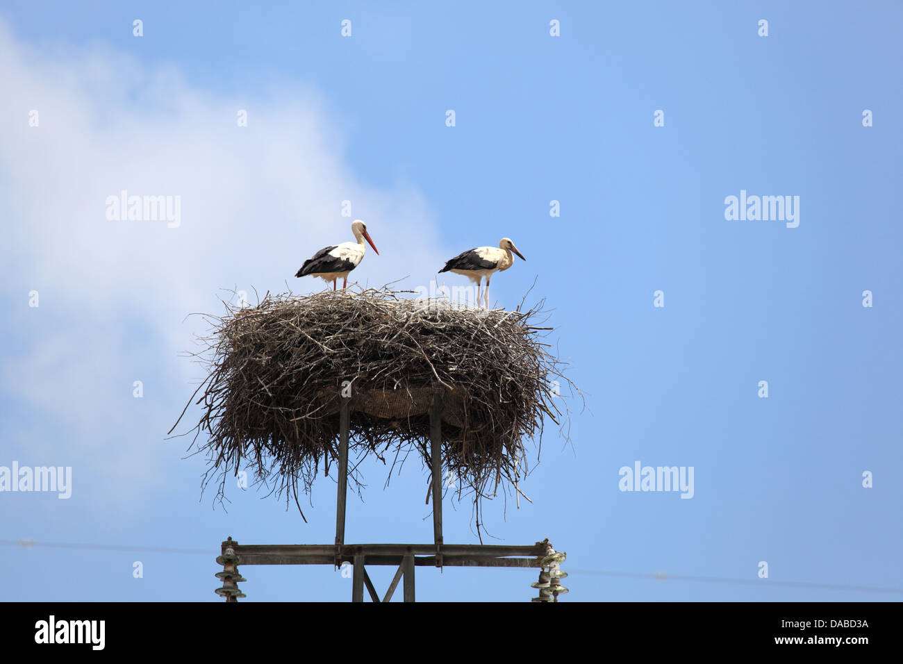 Two white storks in the nest. Andalusia, Spain Stock Photo - Alamy