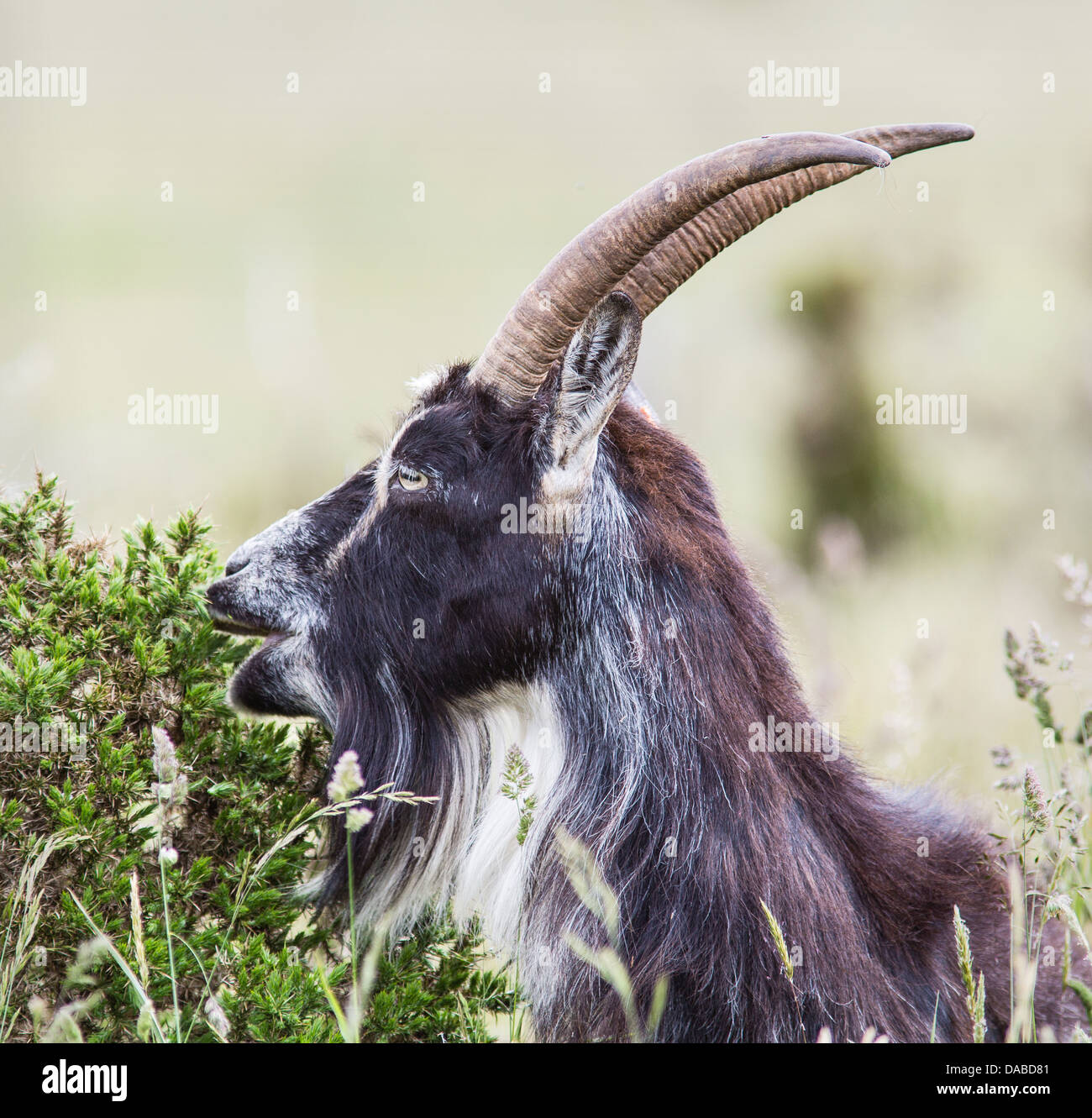 British primitive goat grazing on prickly gorse leaves at Cheddar Gorge ...