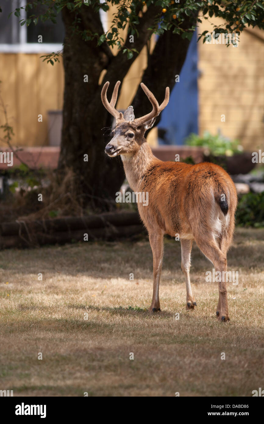 Buck deer in residential yard Stock Photo - Alamy