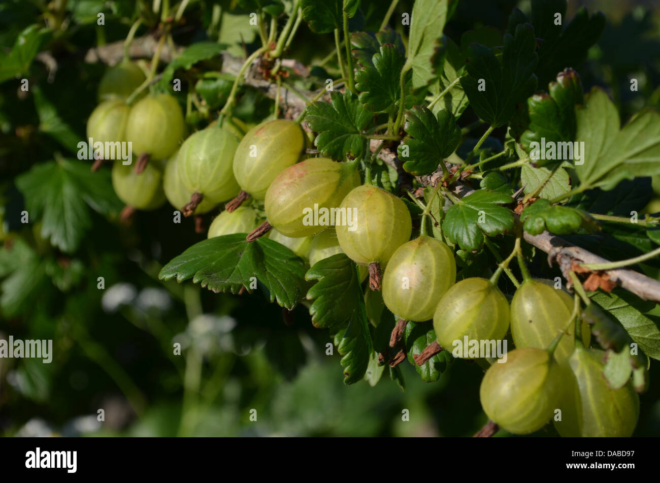 Gooseberry fruit bush close look Stock Photo - Alamy