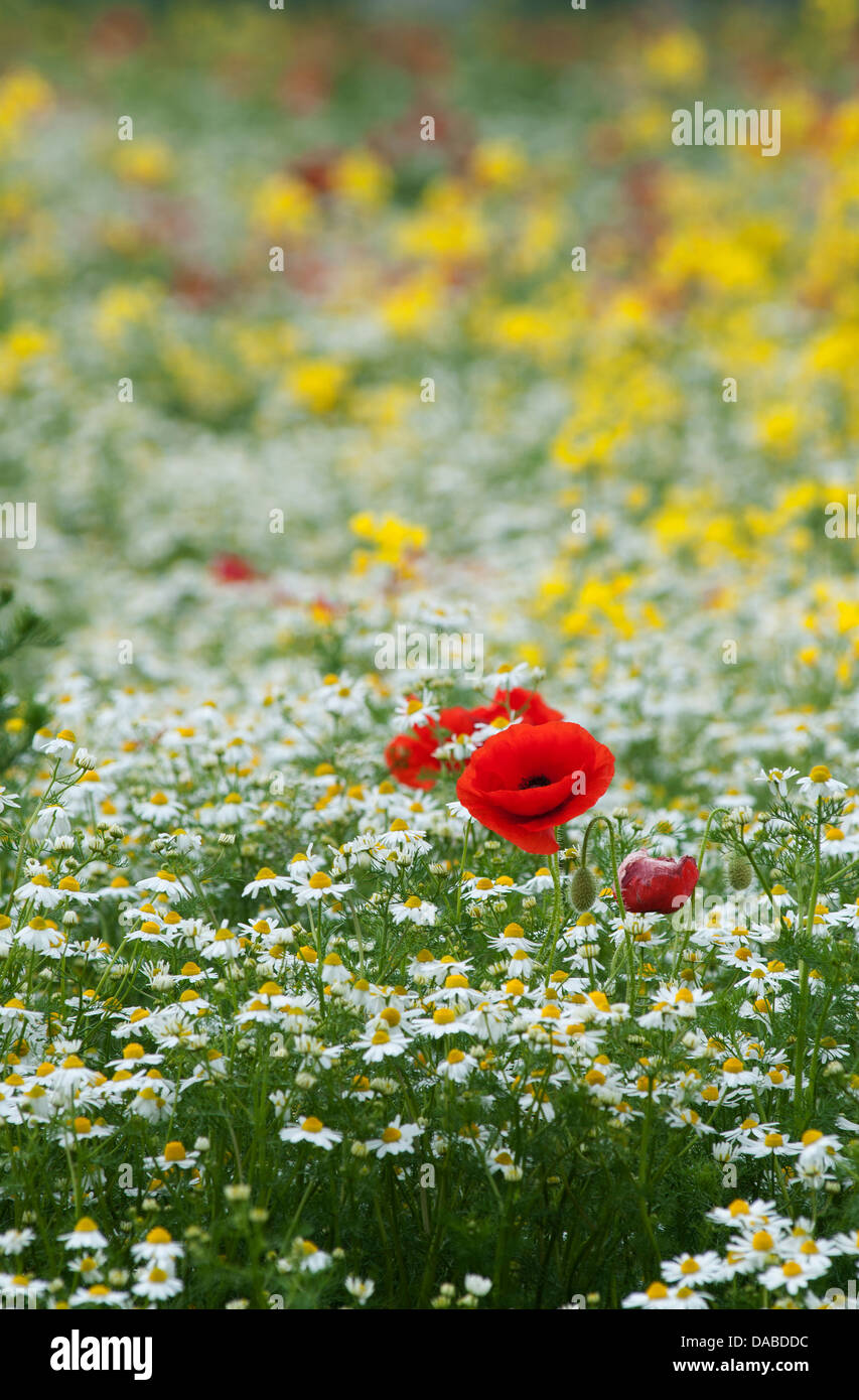 Poppy in field of wild flowers Stock Photo - Alamy