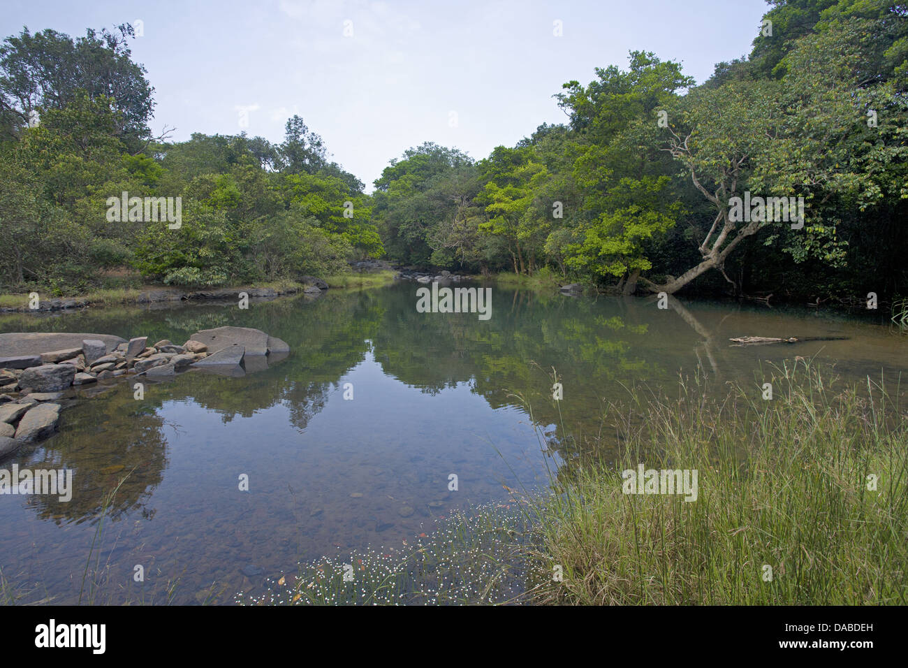 Forest in karnataka, India Stock Photo - Alamy