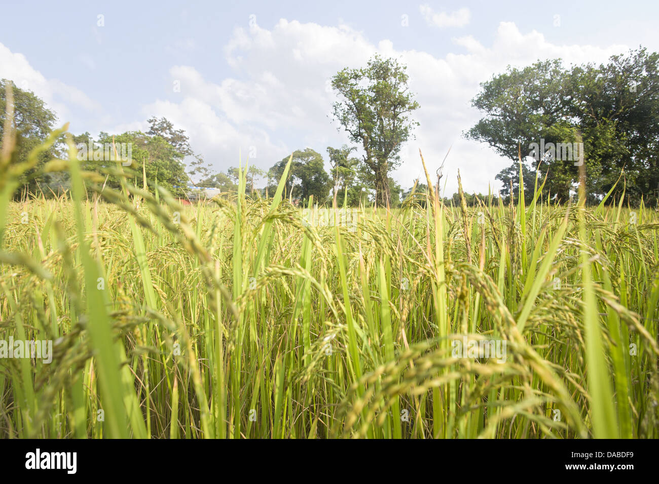 Rice paddy field Stock Photo - Alamy