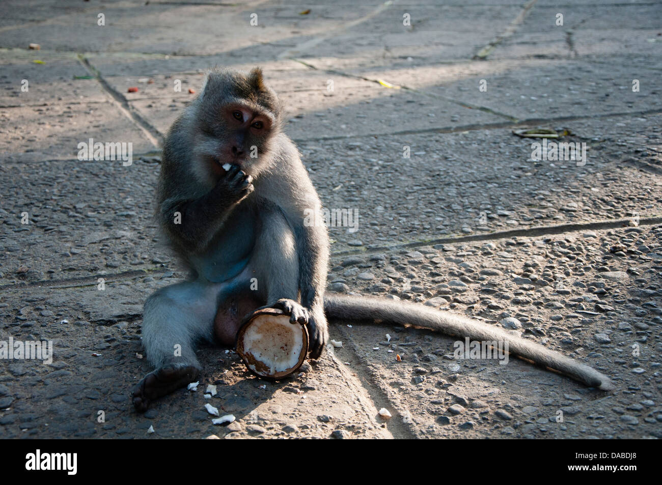 Monkey snack hi-res stock photography and images - Alamy