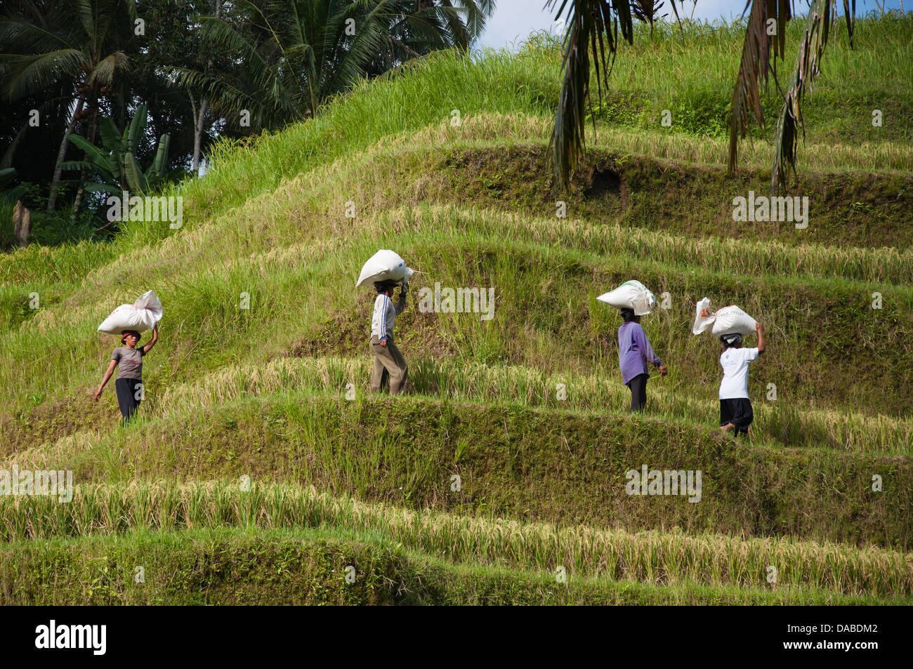 Rice fields' workers Stock Photo - Alamy