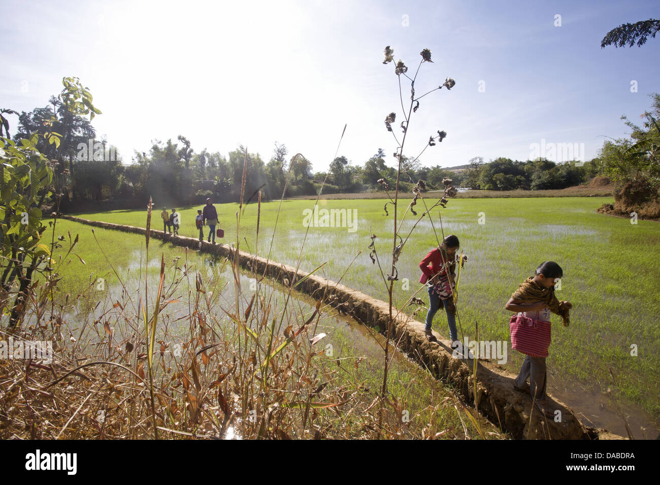 Paddy field goa hi-res stock photography and images - Alamy