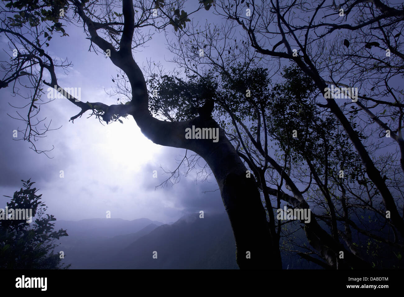 Monsoon in forest, Goa , India Stock Photo - Alamy
