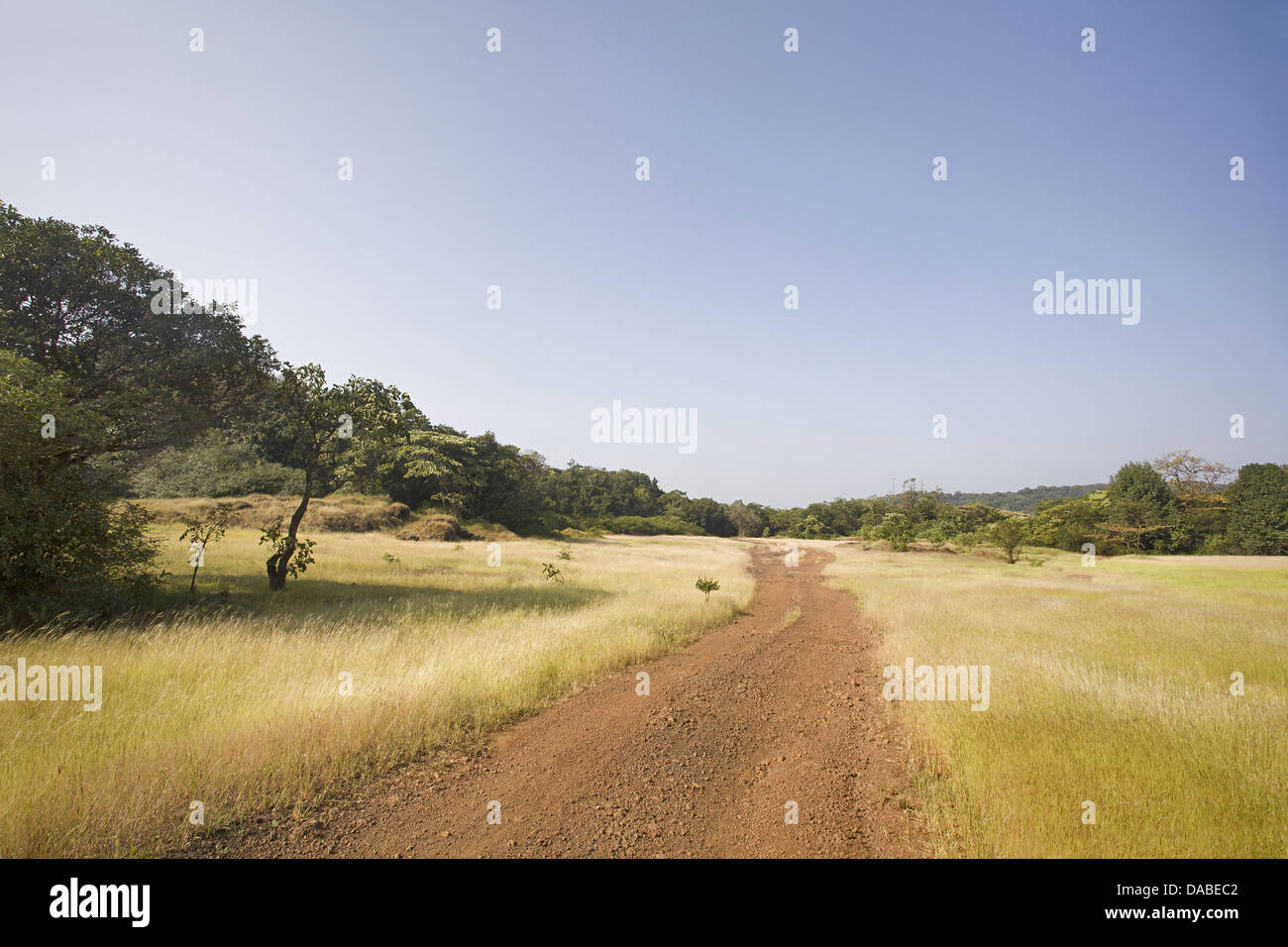 Forest plateau in Castlerock, Goa, India Stock Photo - Alamy