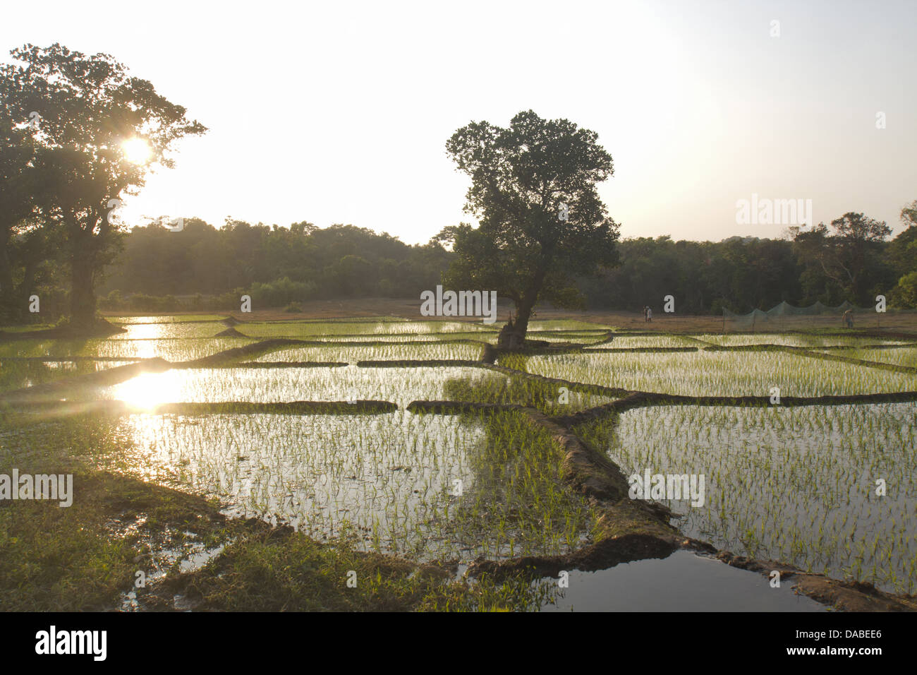 Paddy field goa hi-res stock photography and images - Alamy