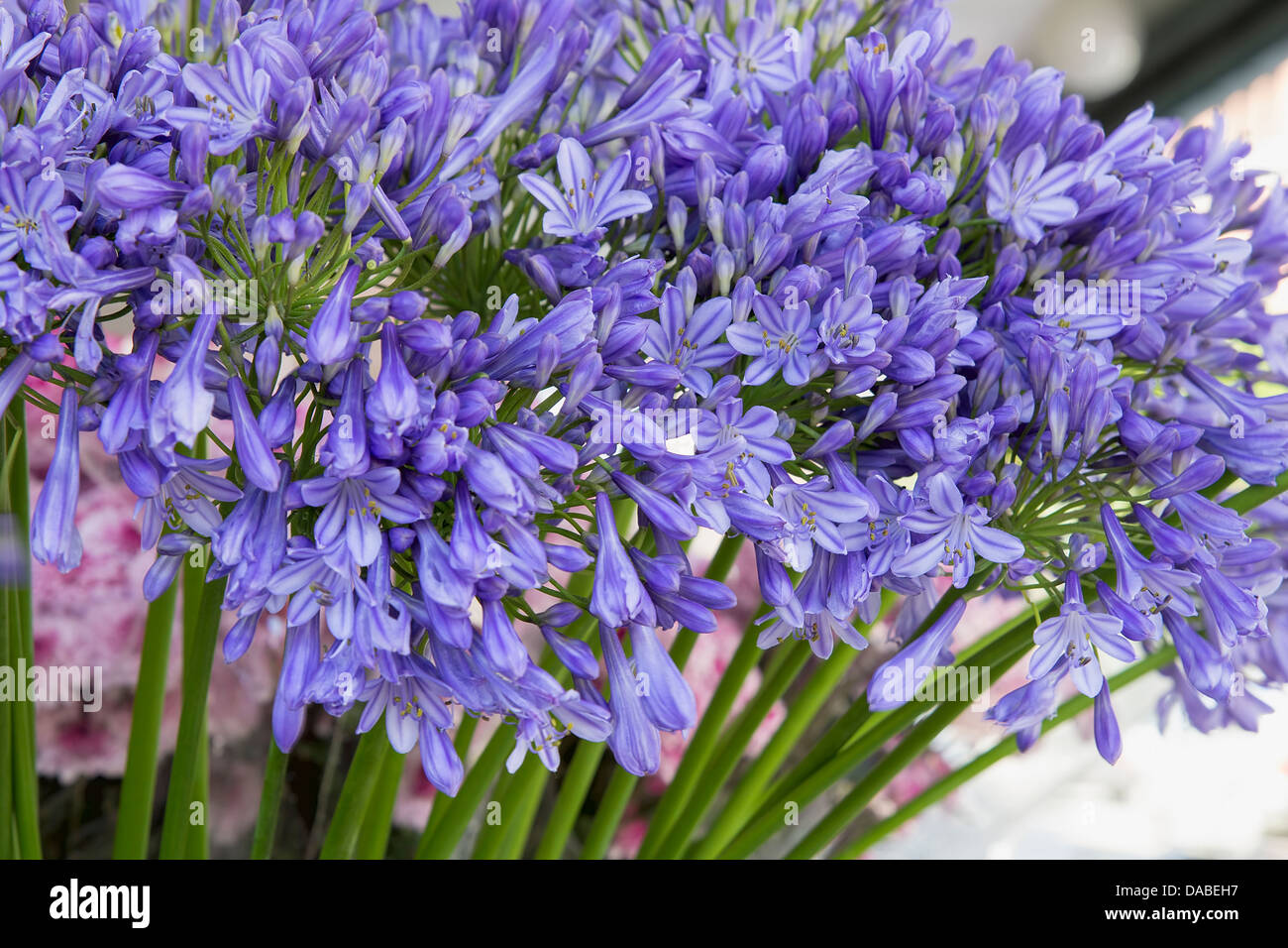 Agapanthus Lily of the Nile Flower Stalks Display at Florist Stall ...
