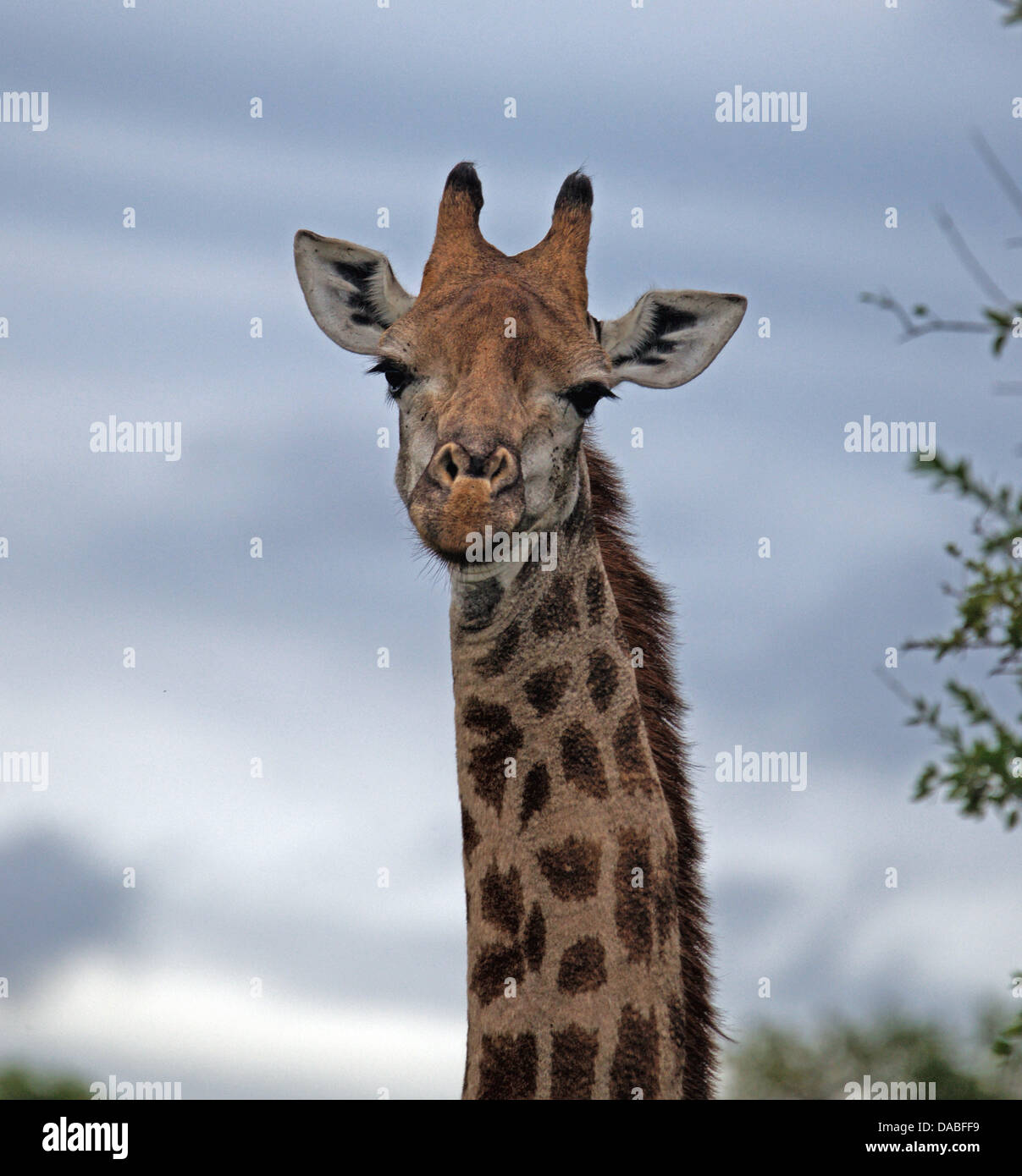 Giraffe - detail of face Stock Photo - Alamy
