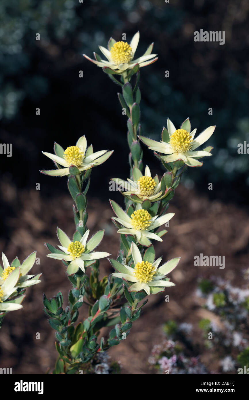 Alguhas Conebush- Leucadendron stelligerum- Family Proteaceae Stock ...