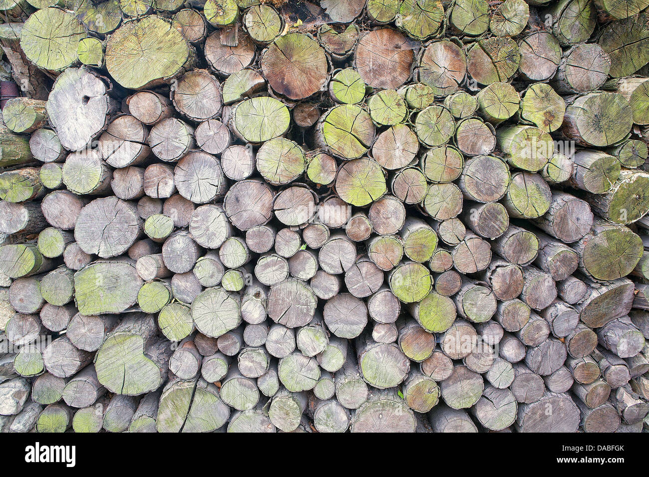 Tree pieces hi-res stock photography and images - Alamy