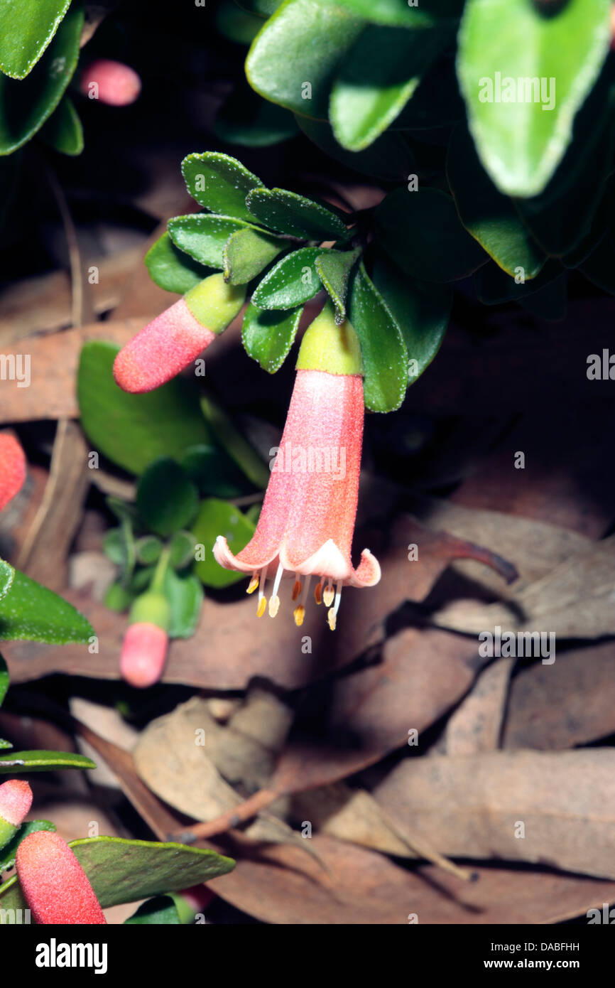 Correa pulchella hi-res stock photography and images - Alamy