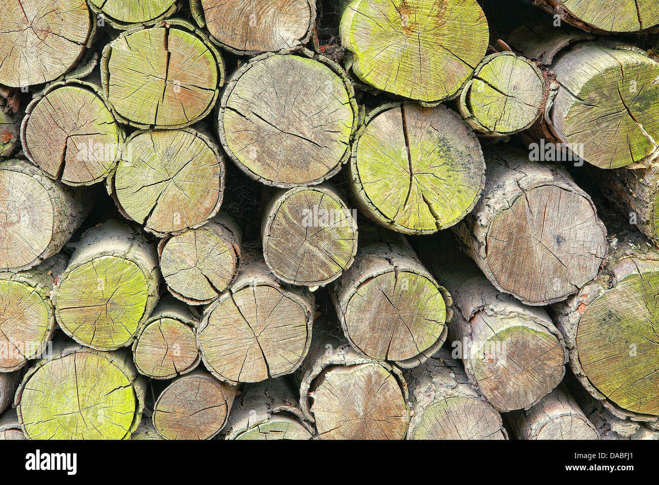 Tree. pieces arranged as a background Stock Photo - Alamy