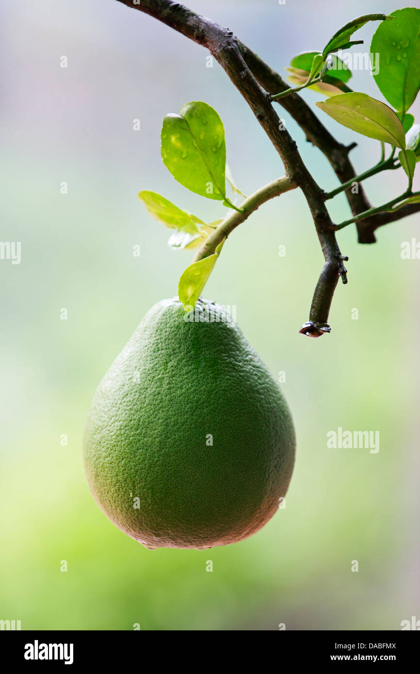 Grapefruit growing hi-res stock photography and images - Alamy