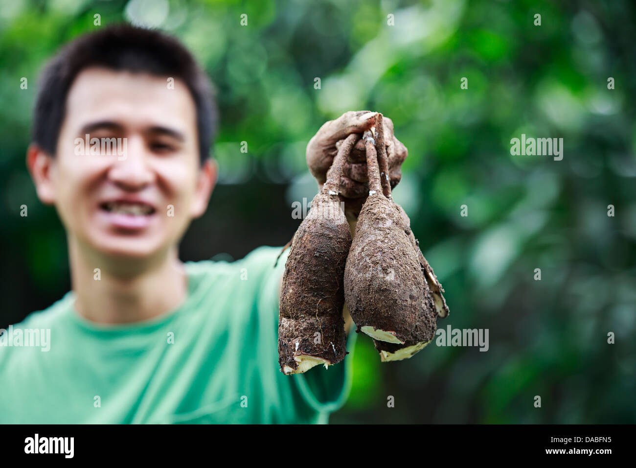 Cassava root and plant hi-res stock photography and images - Alamy