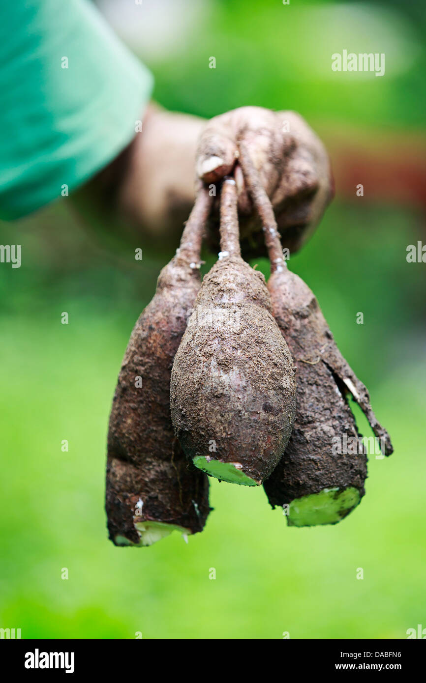 Cassava root and plant hi-res stock photography and images - Alamy