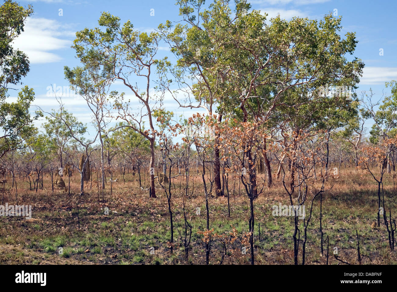 northern territory landscape in kakadu national park,australia Stock ...