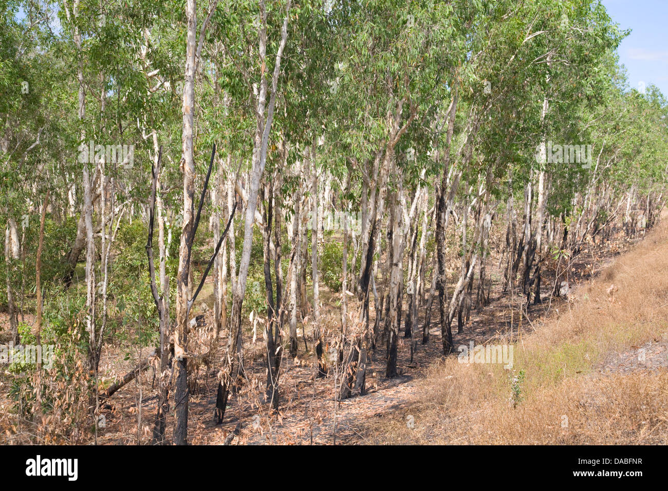 Nt fauna hi-res stock photography and images - Alamy