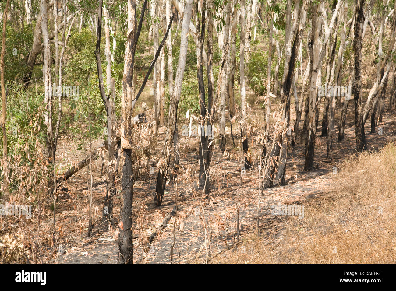 back burning undertaken in kakadu national park, australia, to promote ...