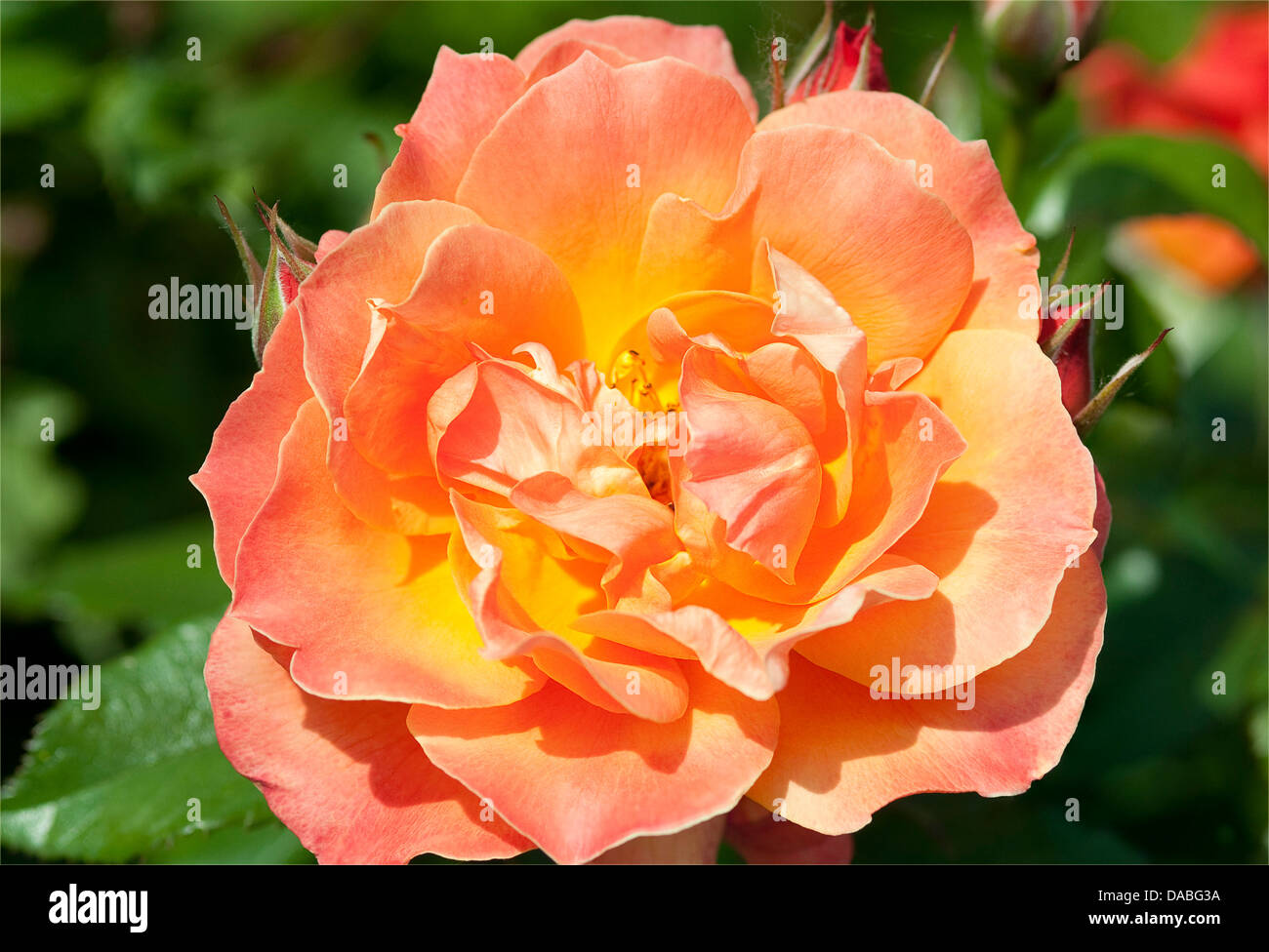 Open orange rose hi-res stock photography and images - Alamy