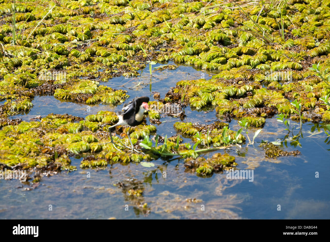 jakana bird stood on invasive weed salvinia, yellow river billabong ...