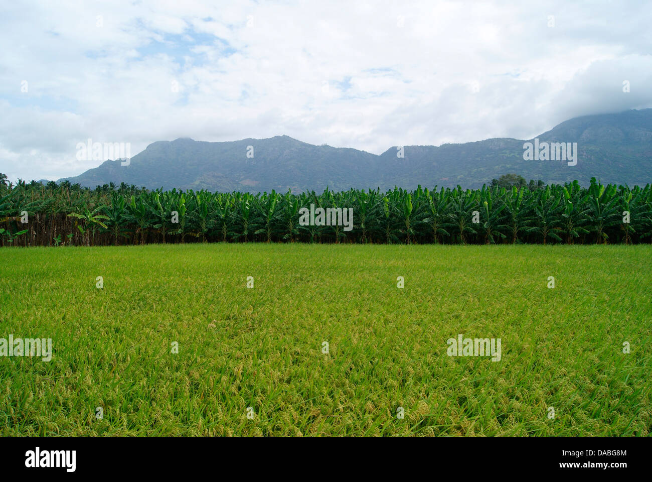 Tamil Nadu Rice Paddy fields and Banana trees field in the Western ...