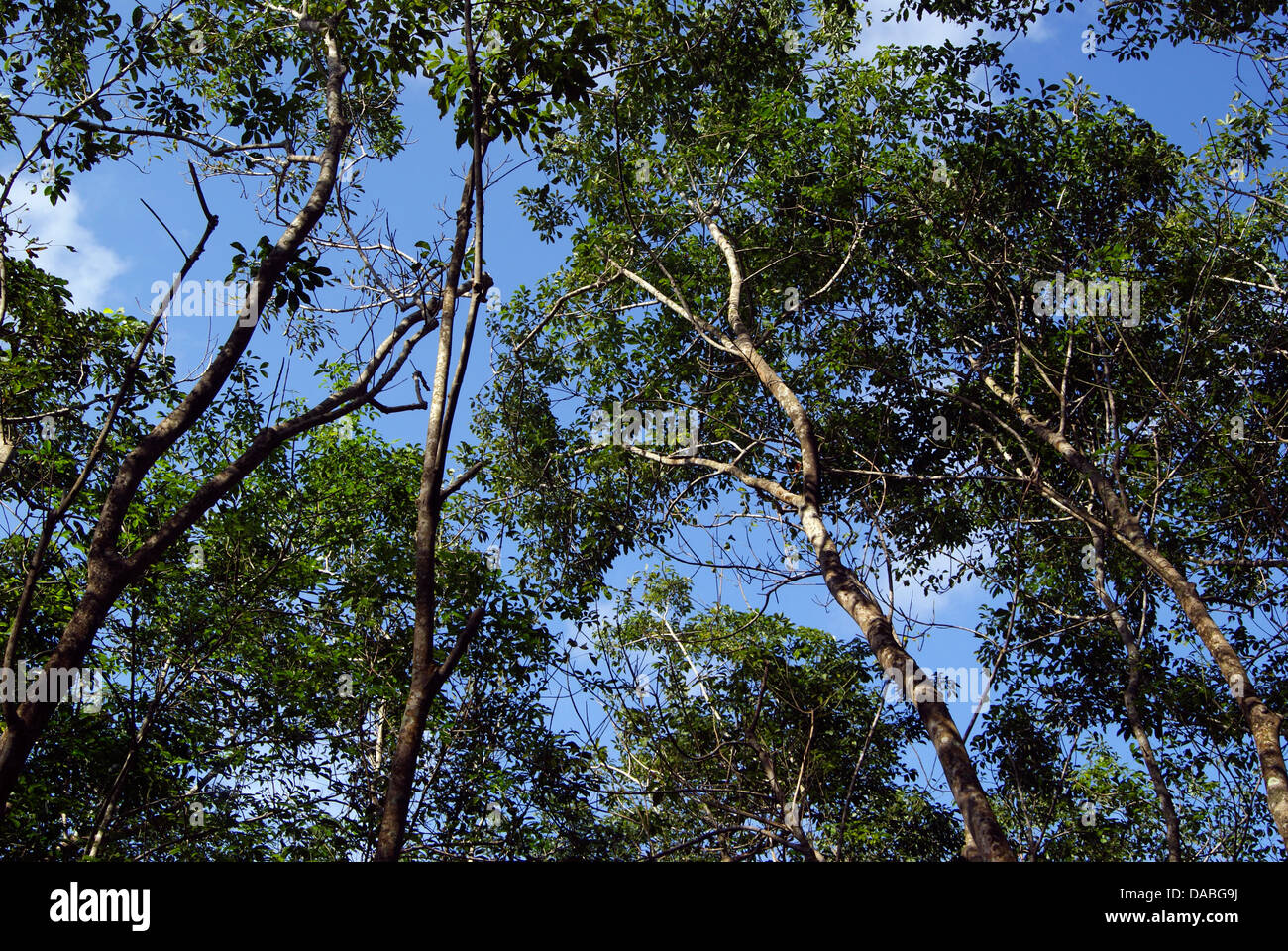 Top angle view of entire rubber plantation hi-res stock photography and ...