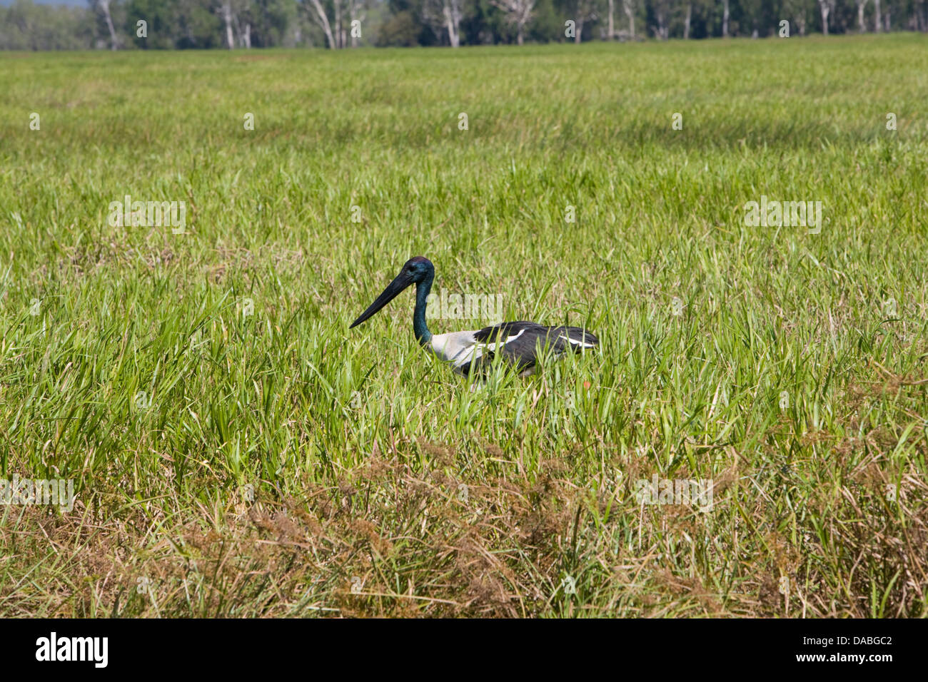 australian black necked stork or snakebird,kakadu national park ...