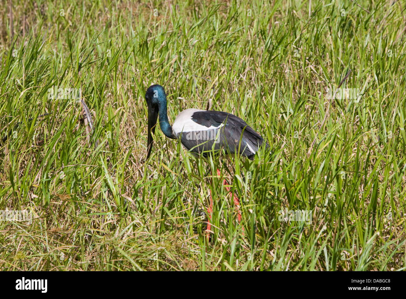 australian black necked stork or snakebird,kakadu national park ...