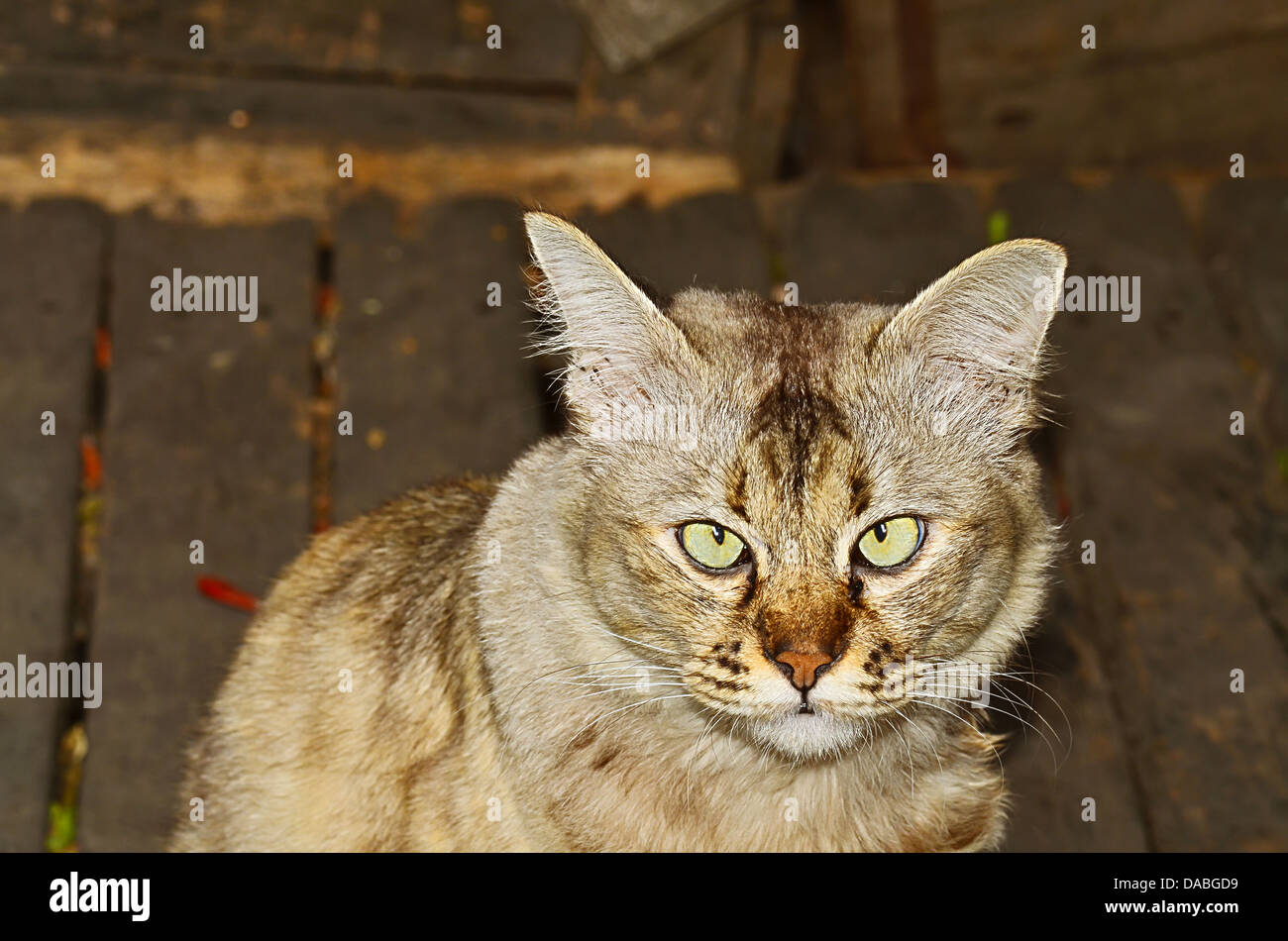 Cat looking at back hi-res stock photography and images - Alamy