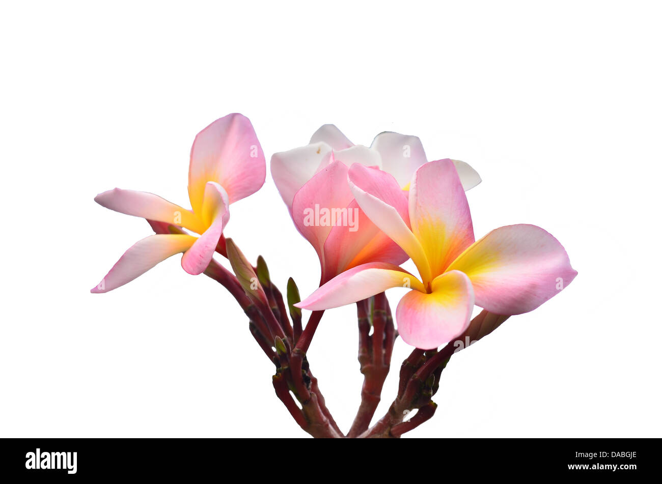 Frangipani on white background Stock Photo - Alamy