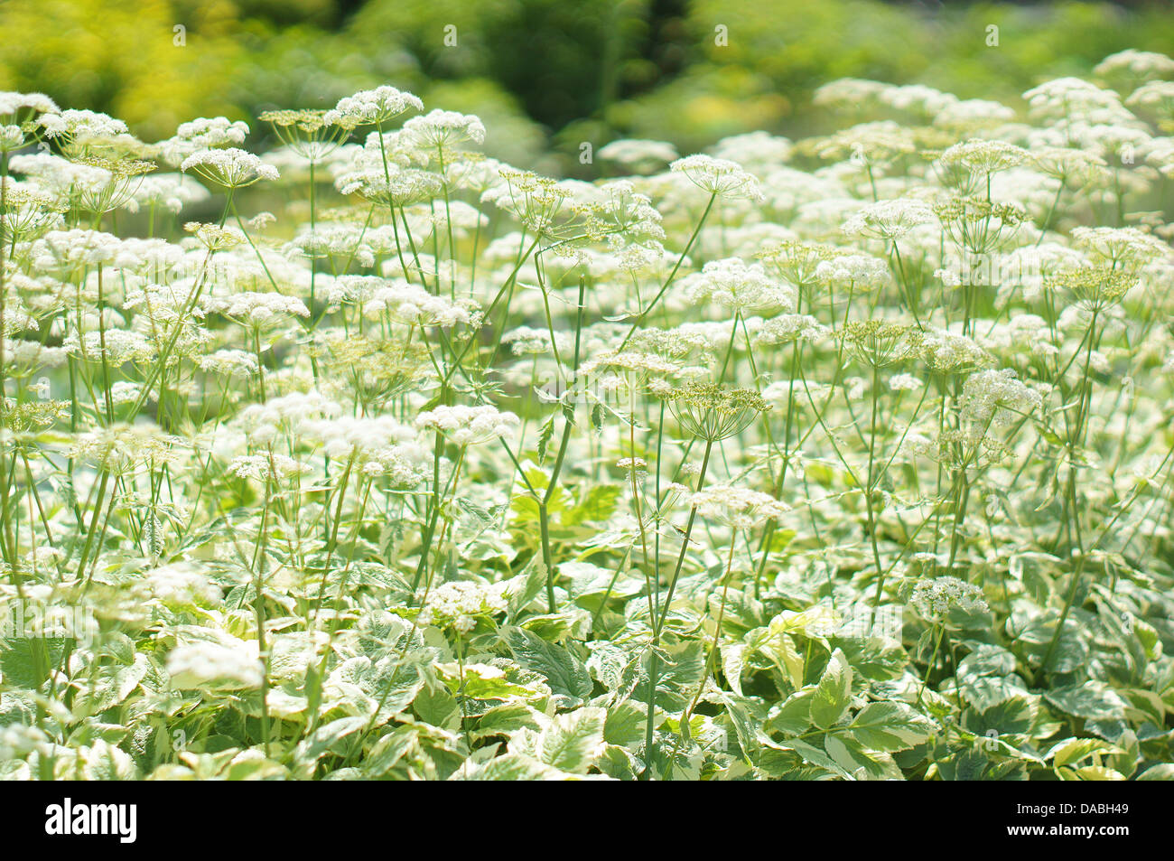 Ground elder hi-res stock photography and images - Alamy