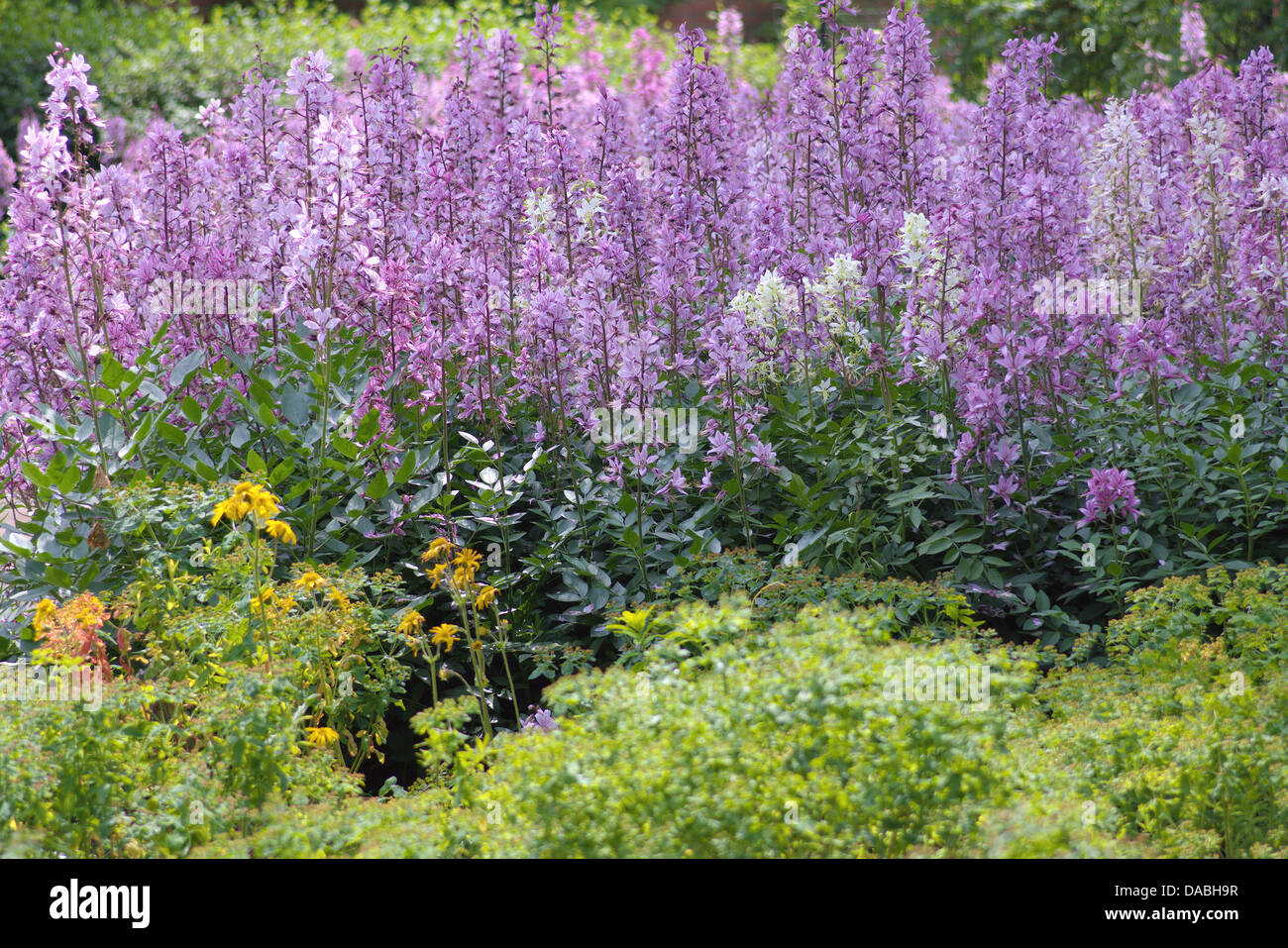 Mass blooming diptams diptam Dictamnus albus Stock Photo - Alamy