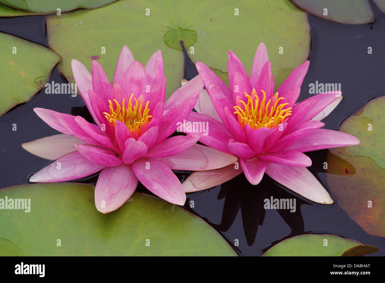 Two pink water lily lilies Nymphea fragile delicate beauty Stock Photo ...
