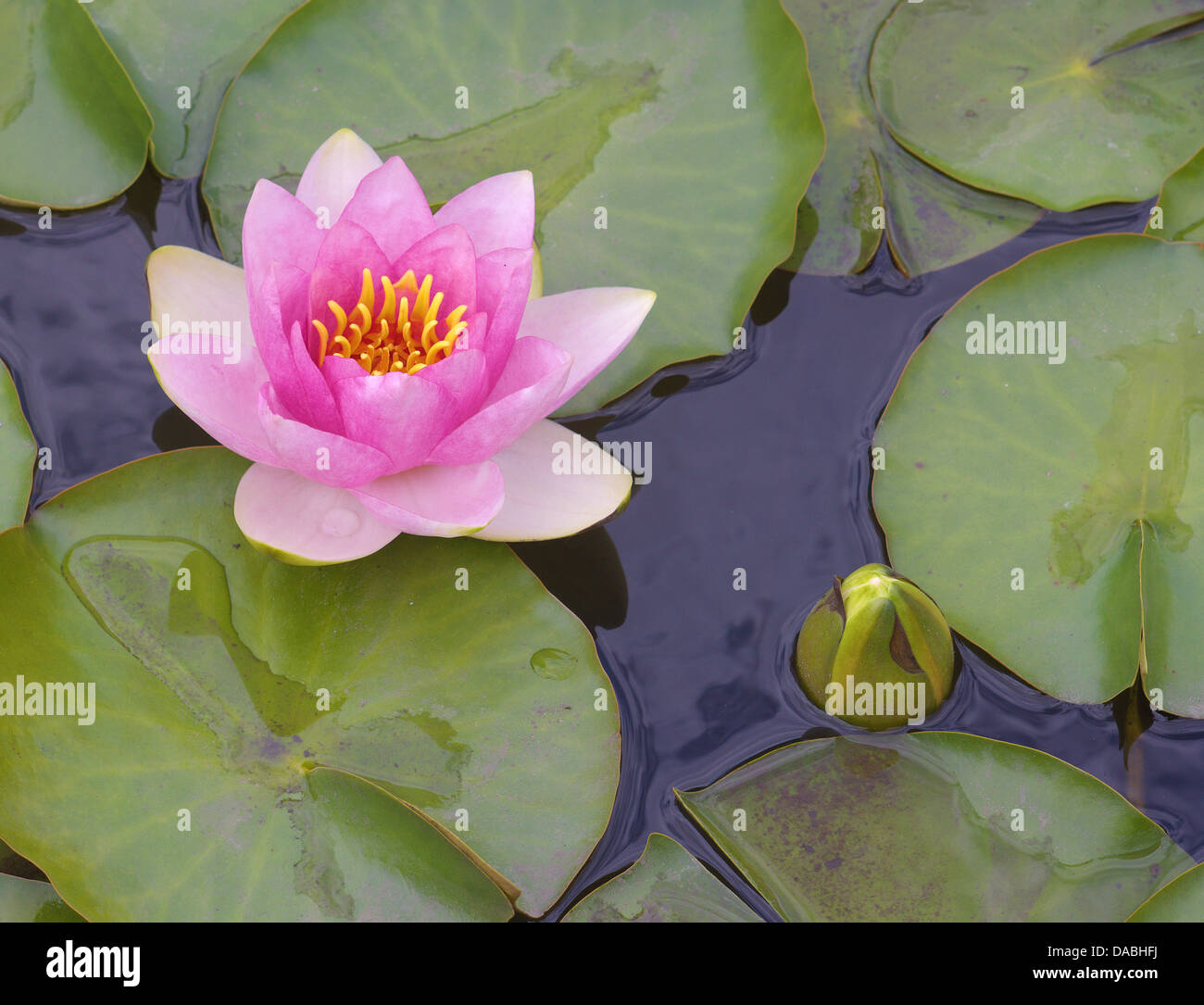 Delicate beauty of hi-res stock photography and images - Alamy