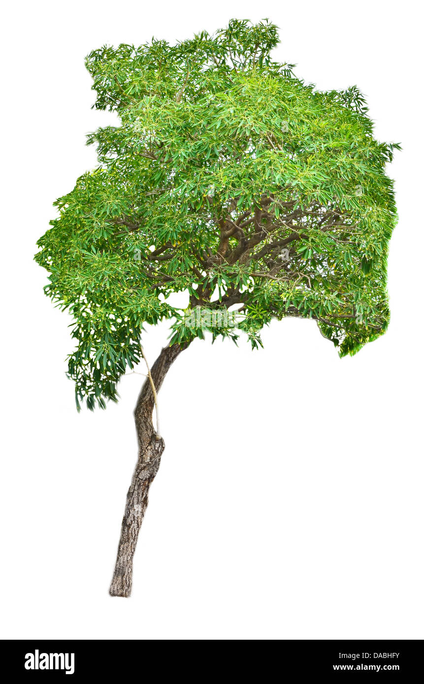 Tall green tree bright Cut Out Stock Images & Pictures - Alamy