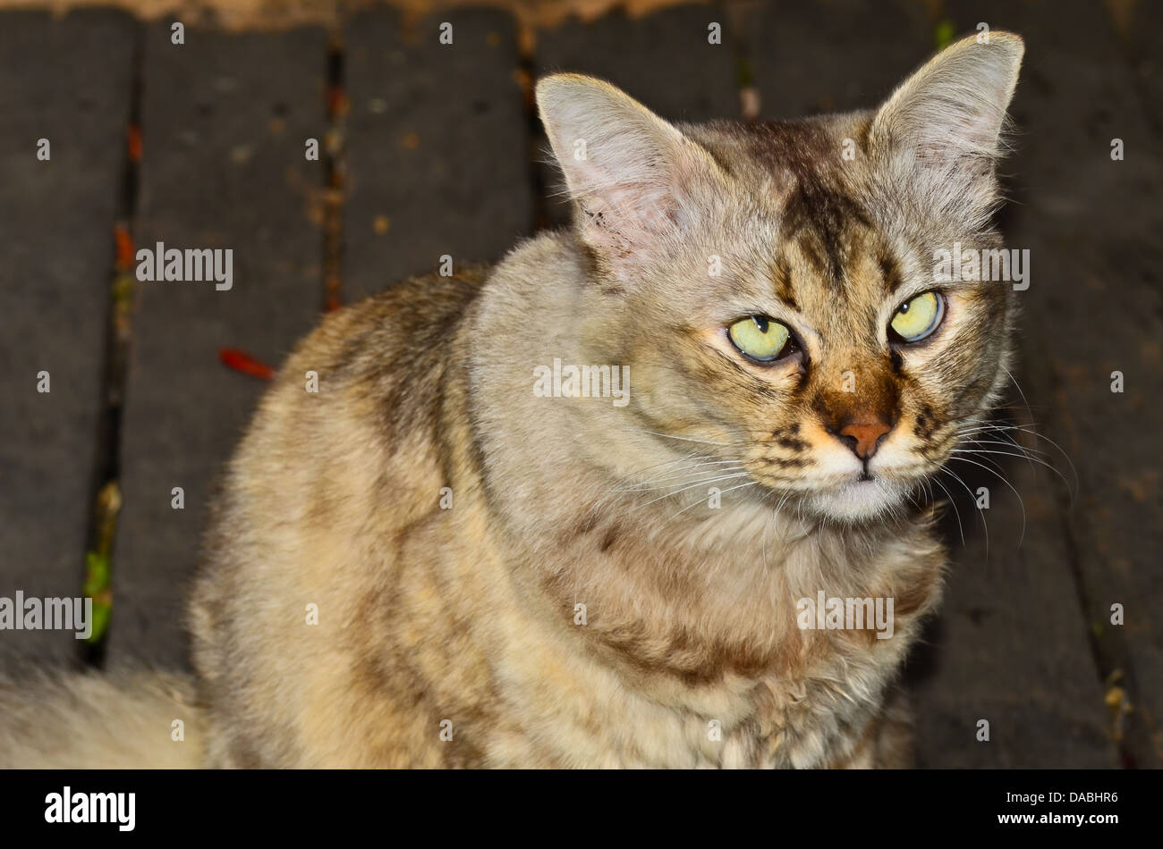 Look up cat Stock Photo - Alamy