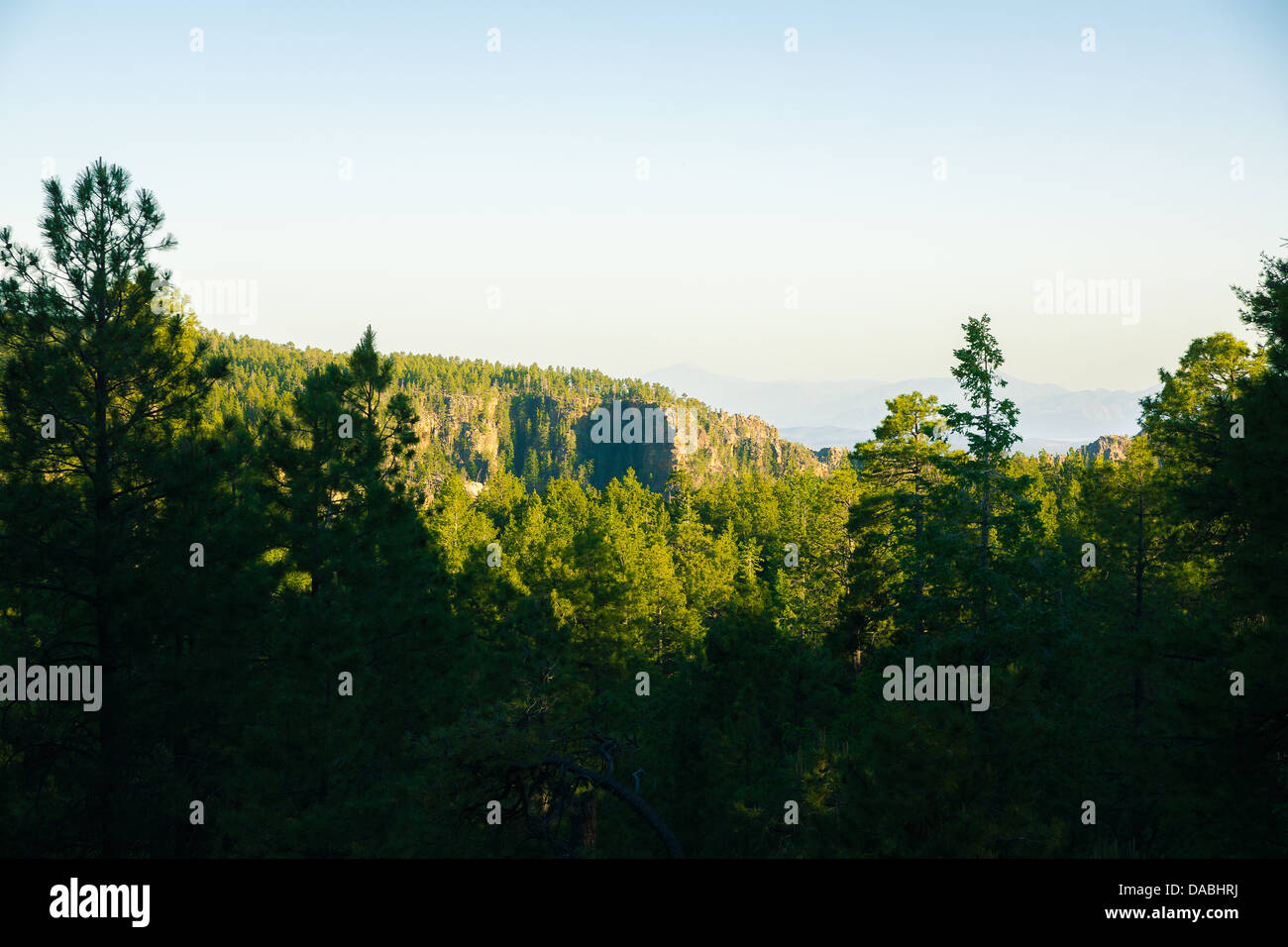 Forest in Payson Stock Photo - Alamy