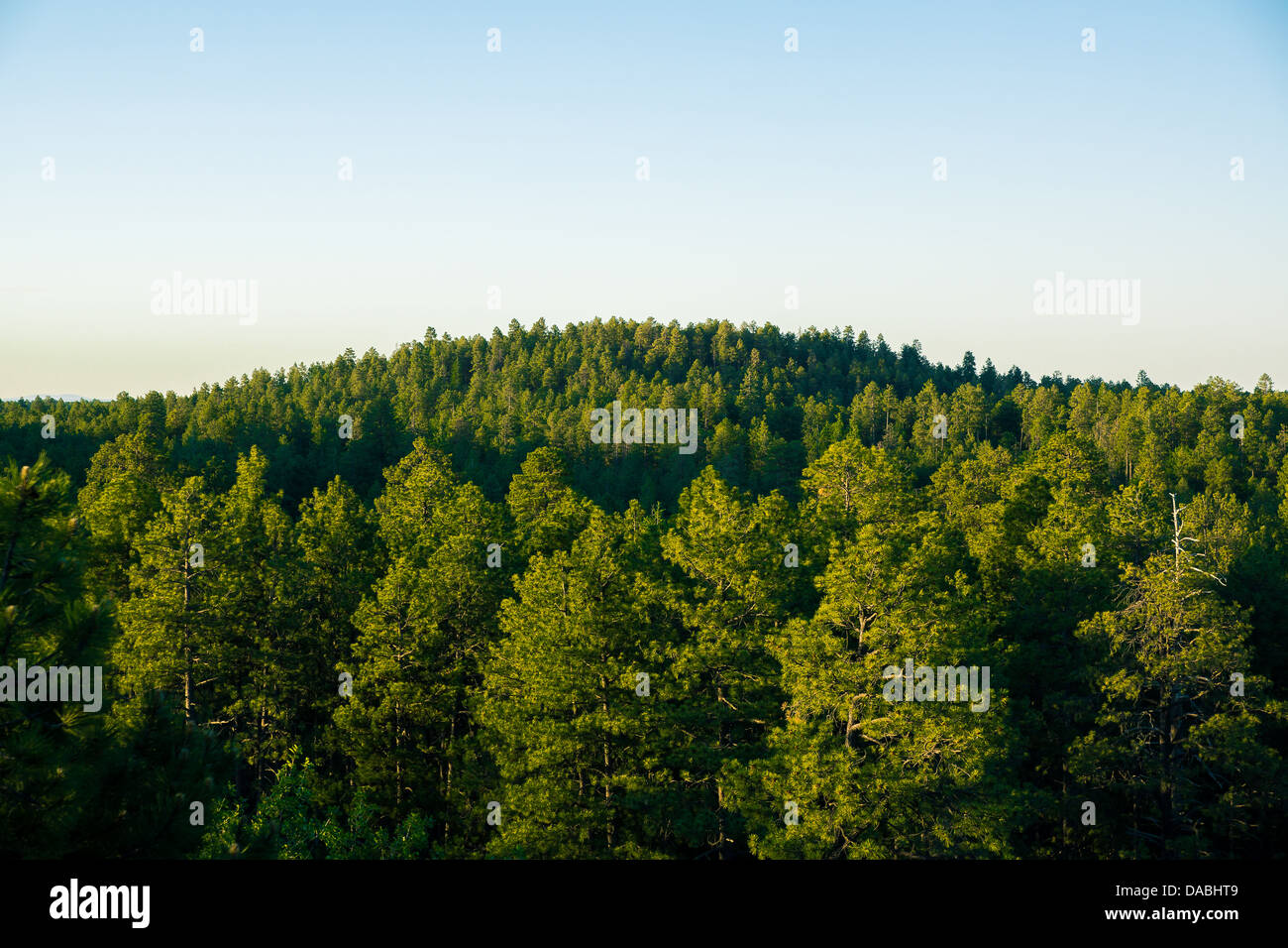 Forest in Payson Stock Photo - Alamy